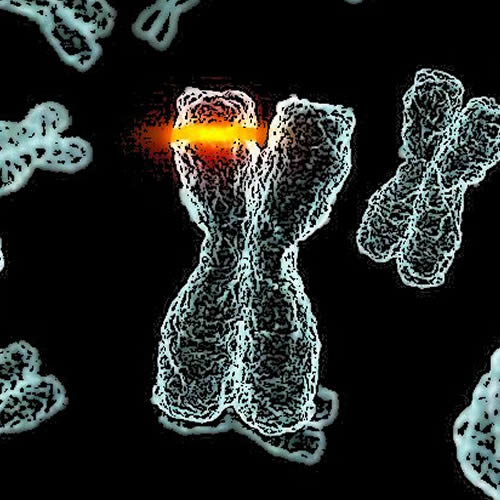 RT PCR em Florianópolis - Qualidade em Exames Genéticos